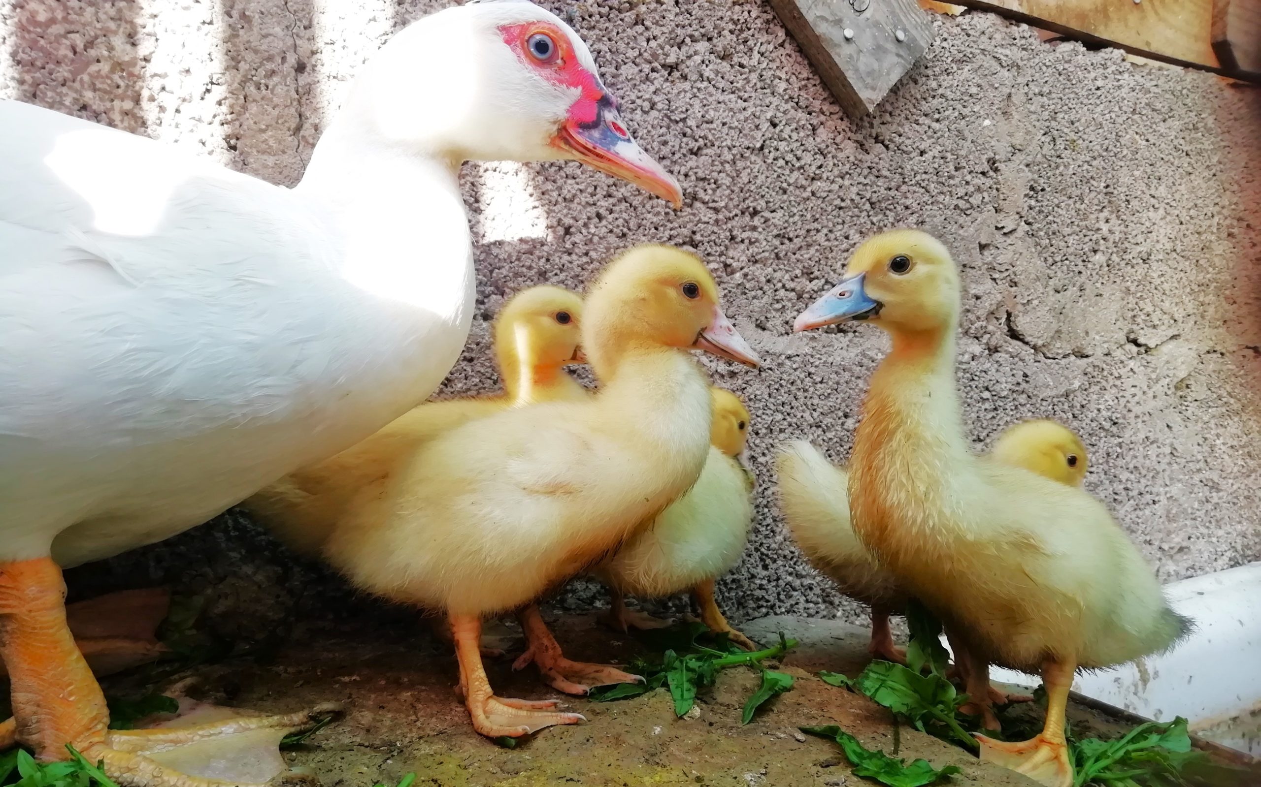 Patitos bonitos - Finca la Canopea